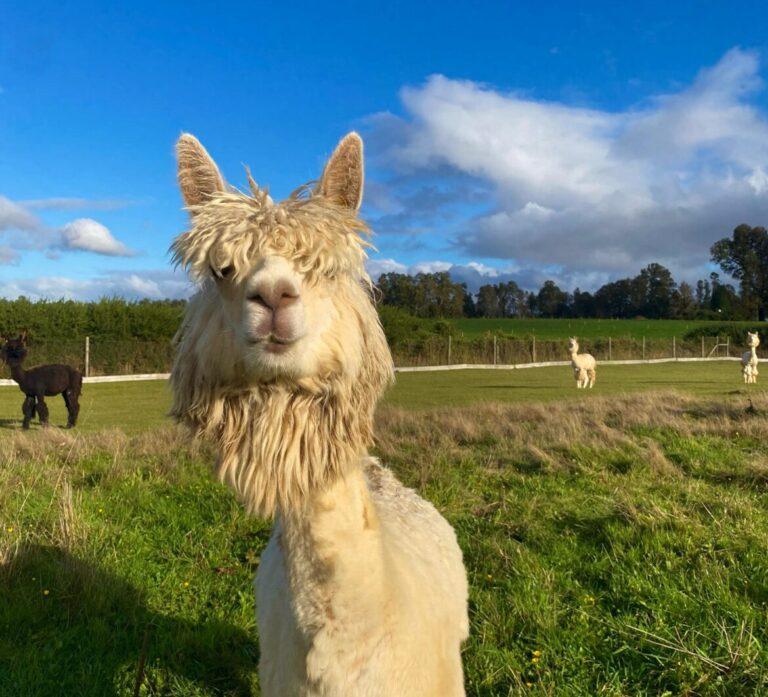 “Pedro”, la alpaca chilena que ayuda a crear una vacuna en Australia