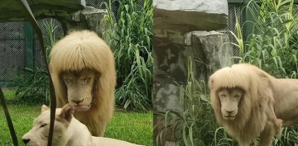 León recibe insólito corte de pelo y causa polémica en zoológico